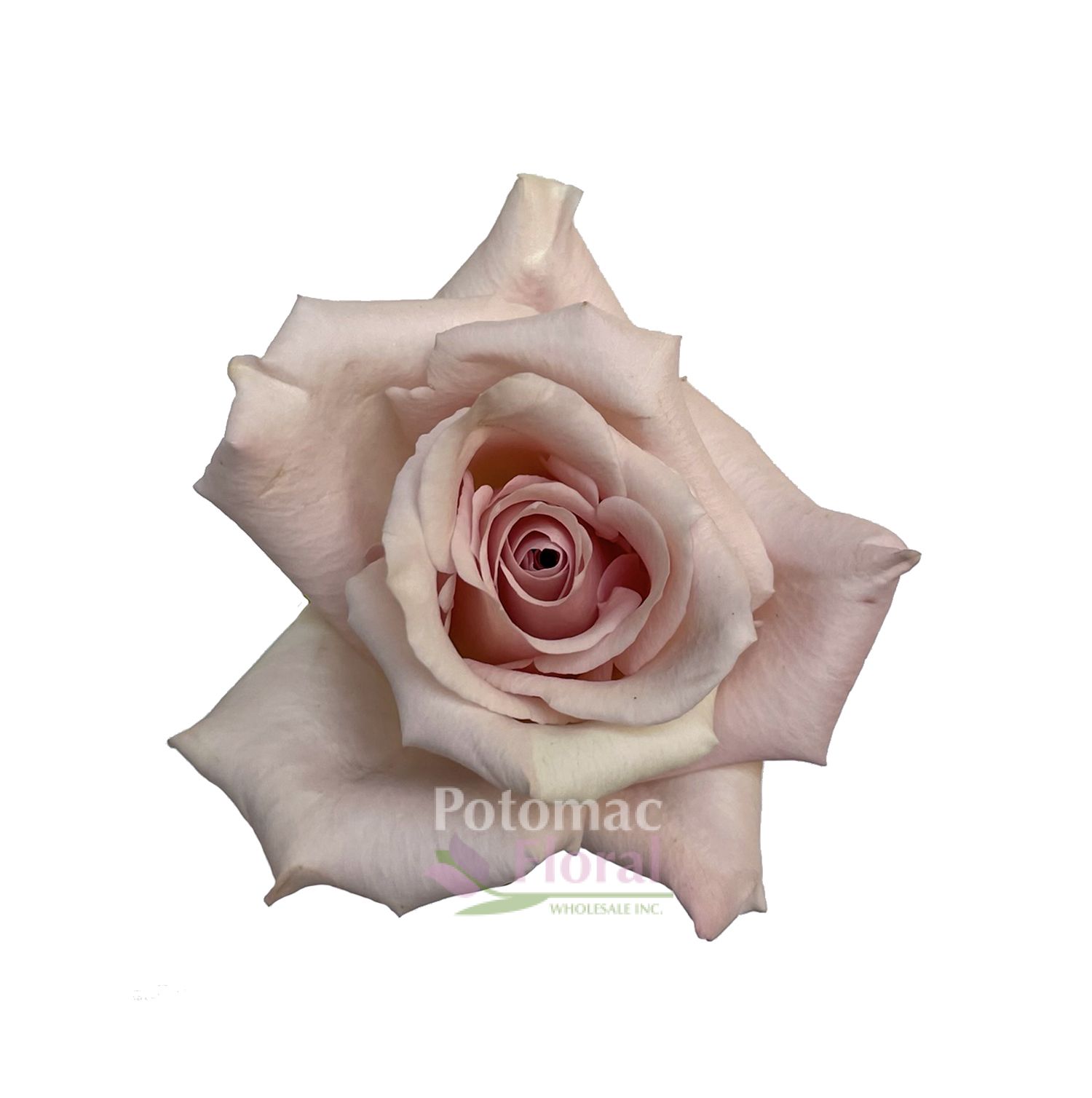 Sweet Eskimo Rose Light Pink, 40 cm - Potomac Floral Wholesale