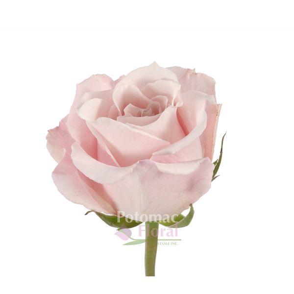 Sweet Eskimo Rose Light Pink, 40 cm - Potomac Floral Wholesale