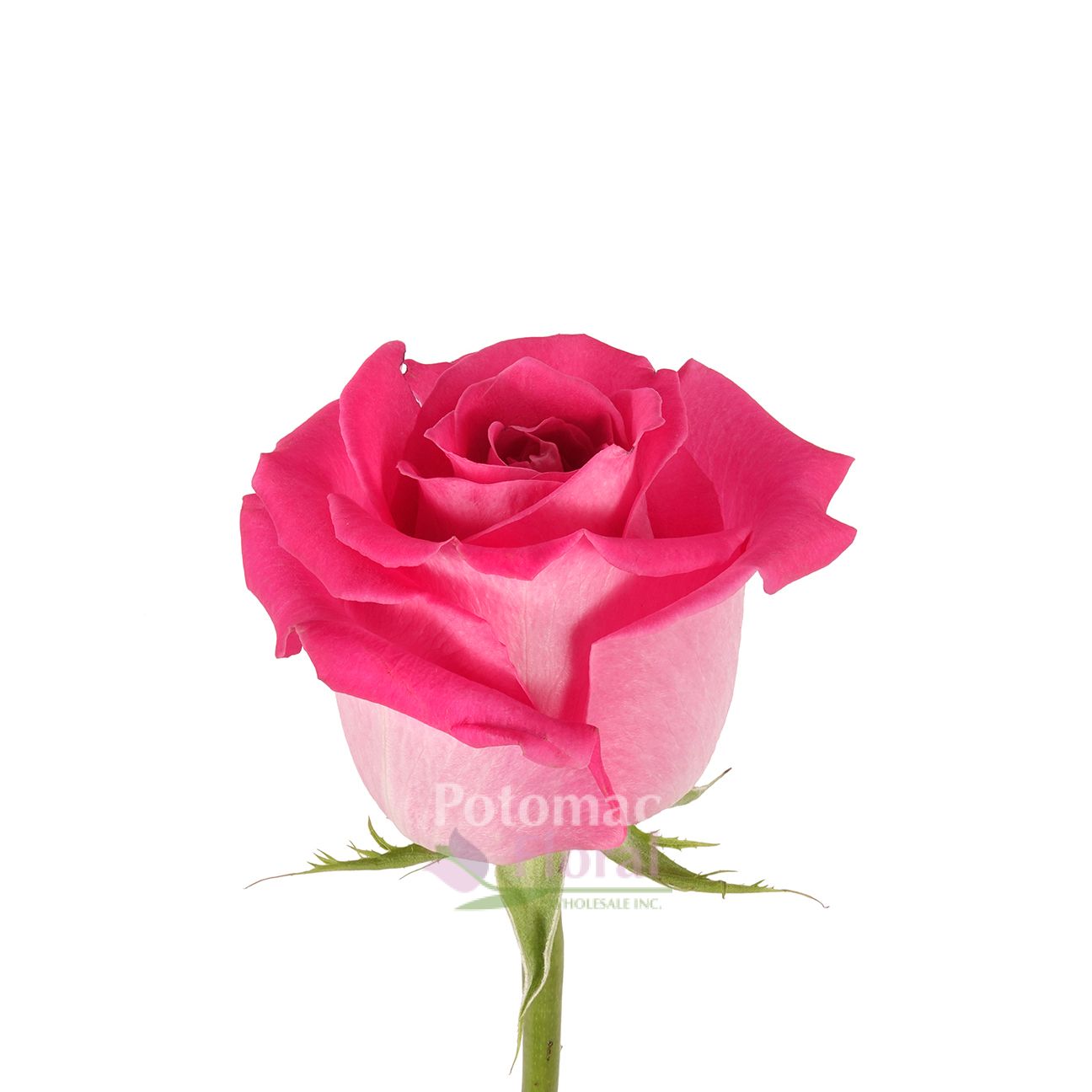 Topaz Rose, 50 to 60cm hot pink - Potomac Floral Wholesale