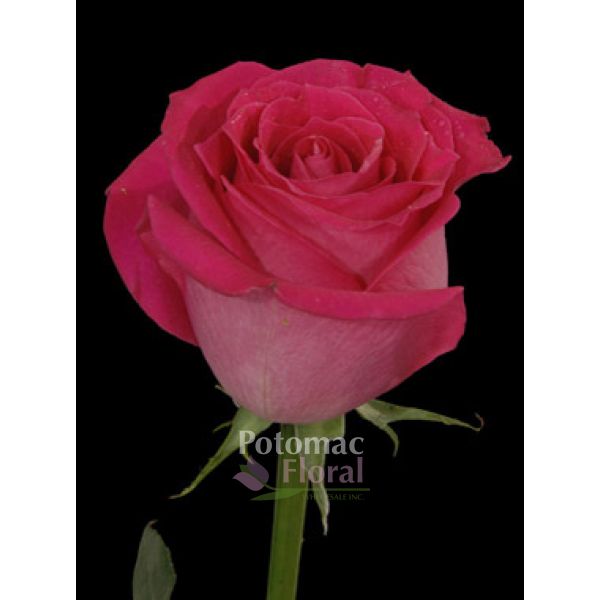Topaz Rose, 50 to 60cm hot pink - Potomac Floral Wholesale