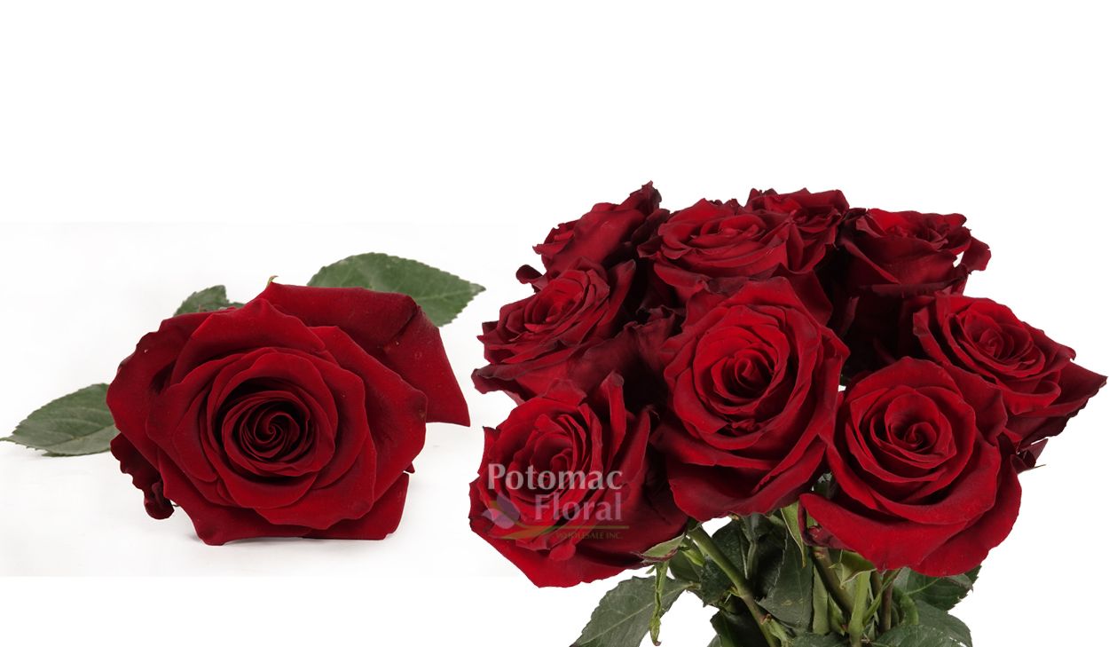 Explorer Rose Dark Red, 50 cm - Potomac Floral Wholesale