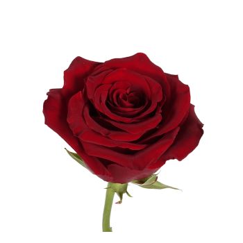 Explorer Rose Dark Red, 40 cm - Potomac Floral Wholesale