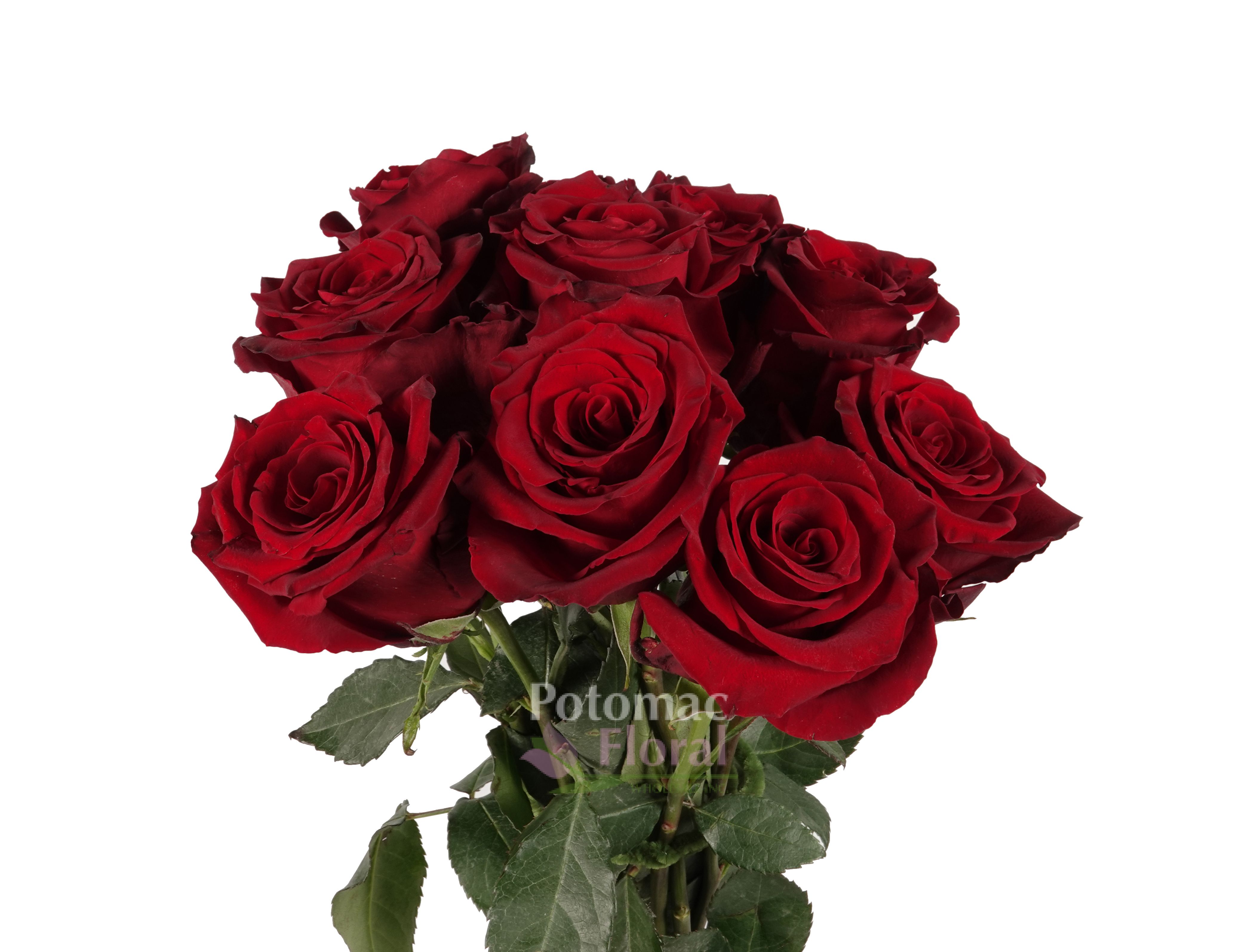 Explorer Rose Dark Red, 50 cm - Potomac Floral Wholesale