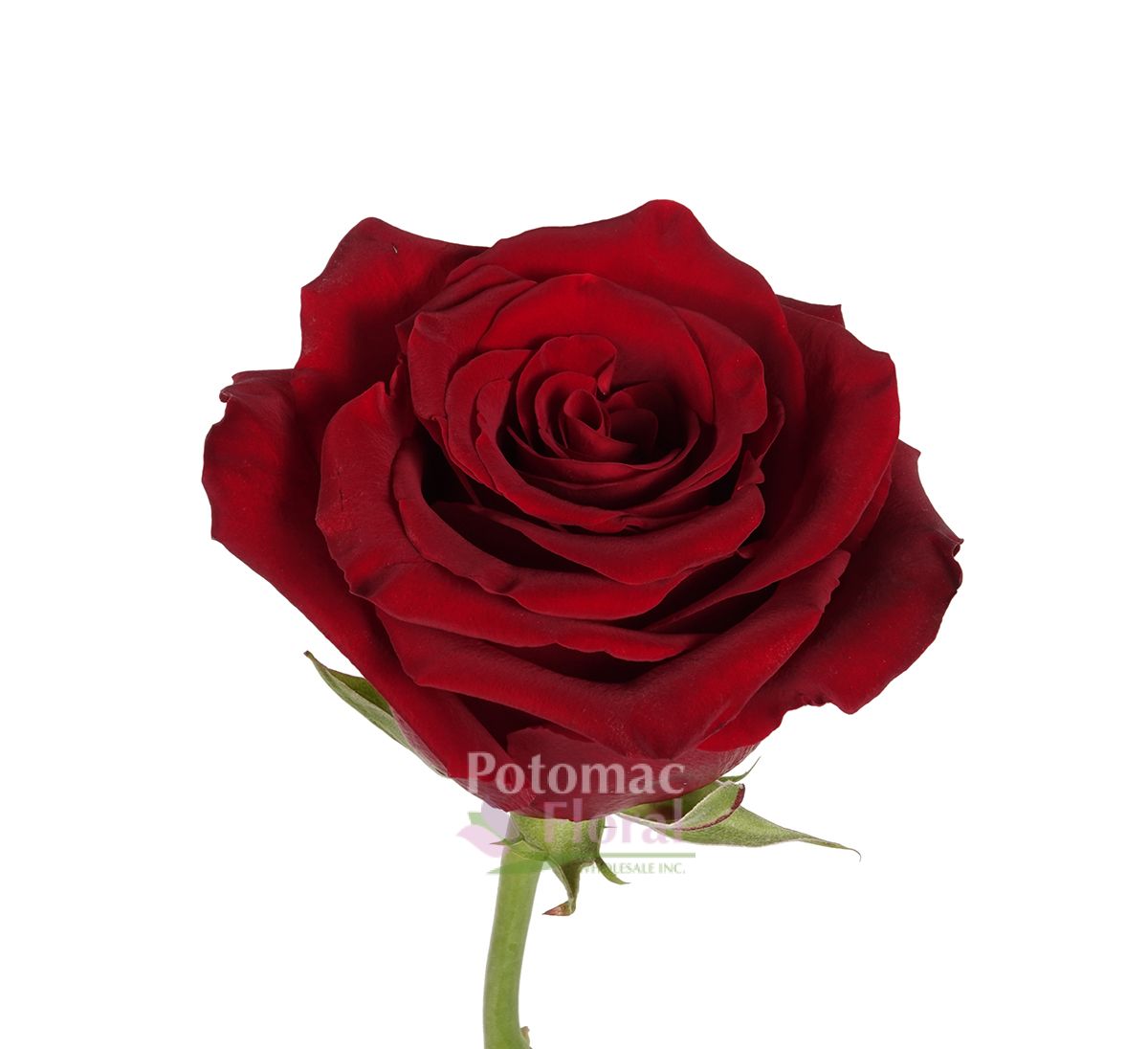 Explorer Rose Dark Red , 70 to 80 cm - Potomac Floral Wholesale