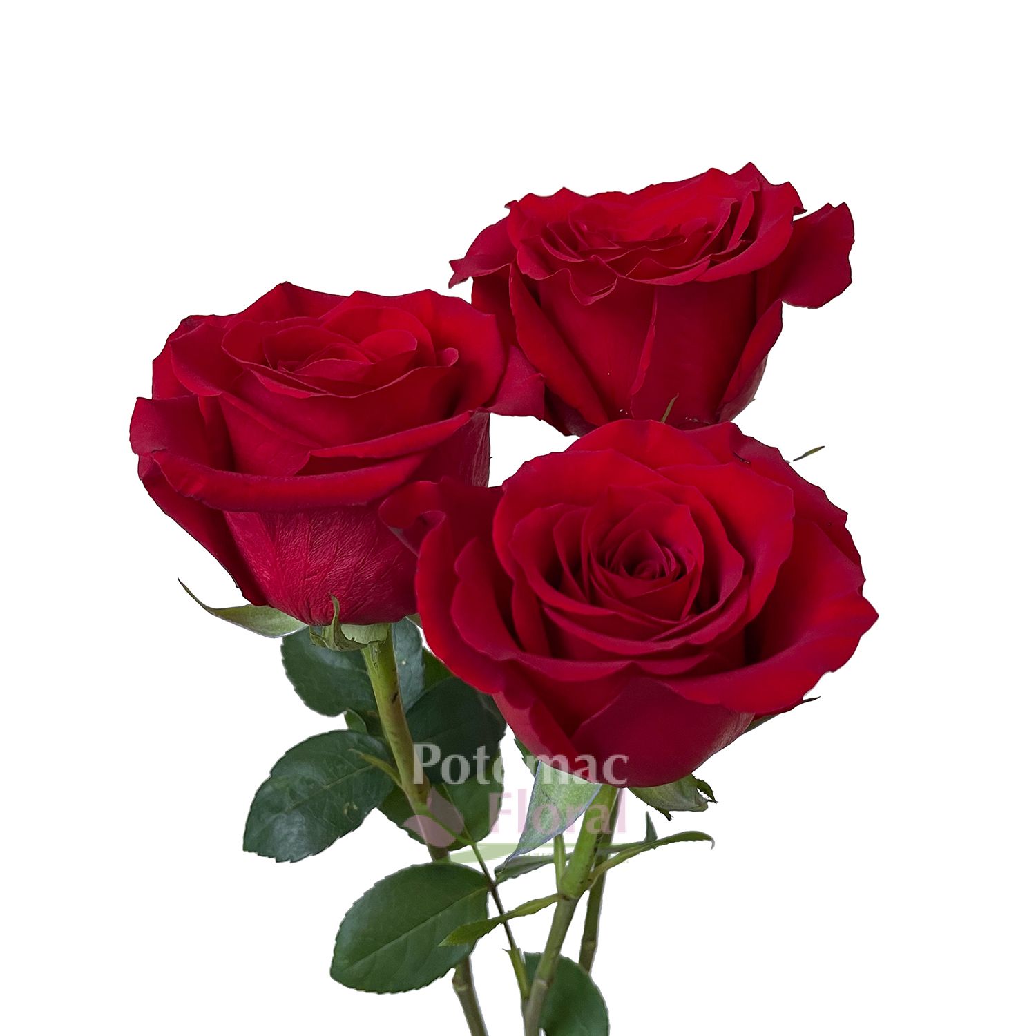 Premium Freedom Rose Red, 60cm - Potomac Floral Wholesale