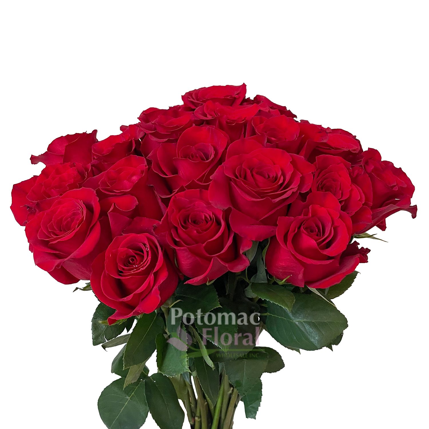 Premium Freedom Rose Red, 60cm - Potomac Floral Wholesale