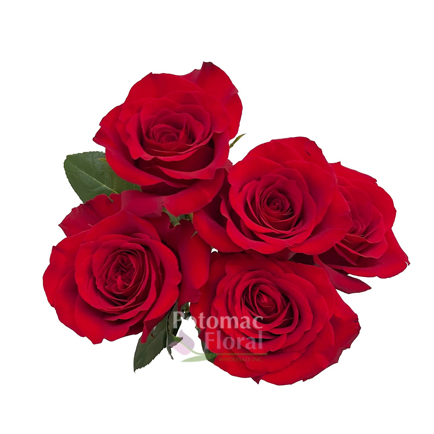 Premium Freedom Rose Red, 60cm - Potomac Floral Wholesale