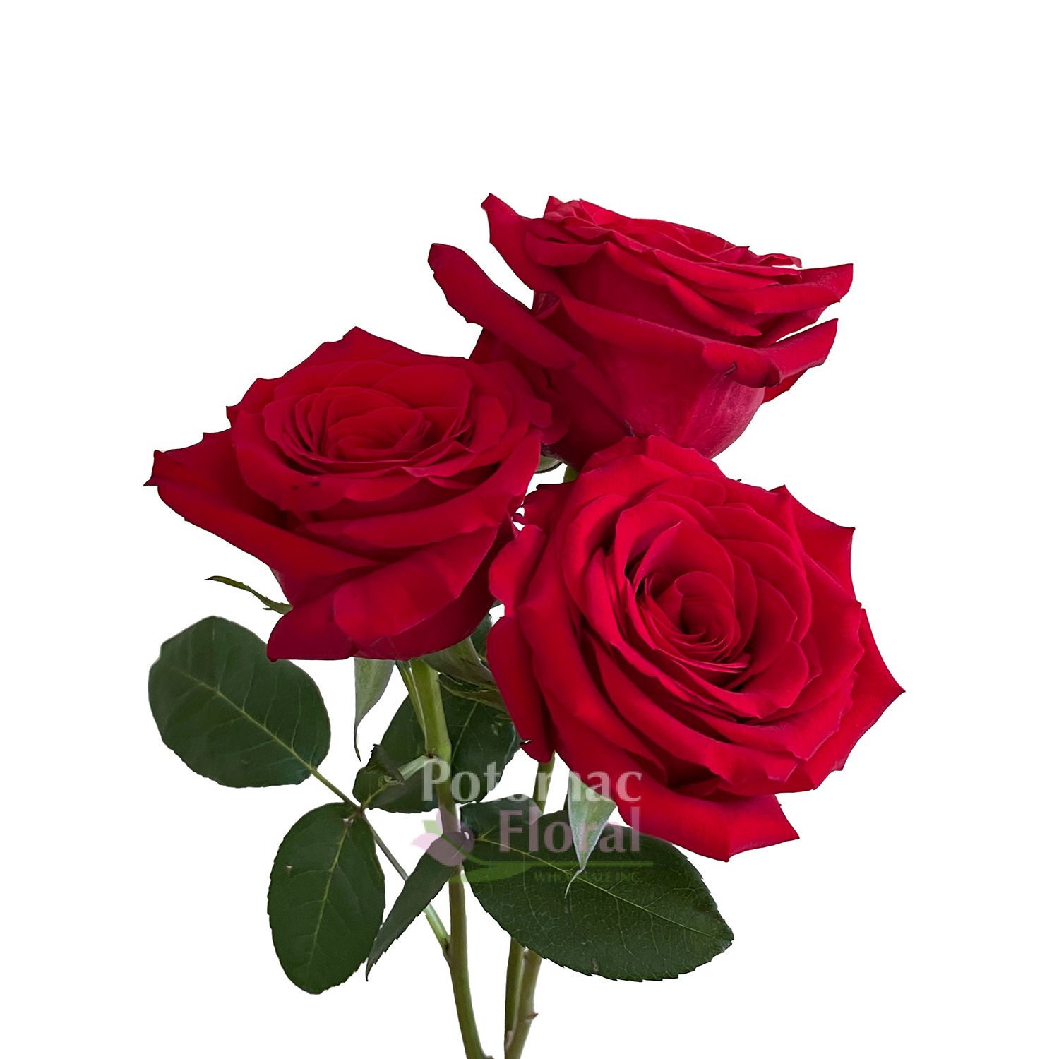 Premium Freedom Rose Red, 60cm - Potomac Floral Wholesale