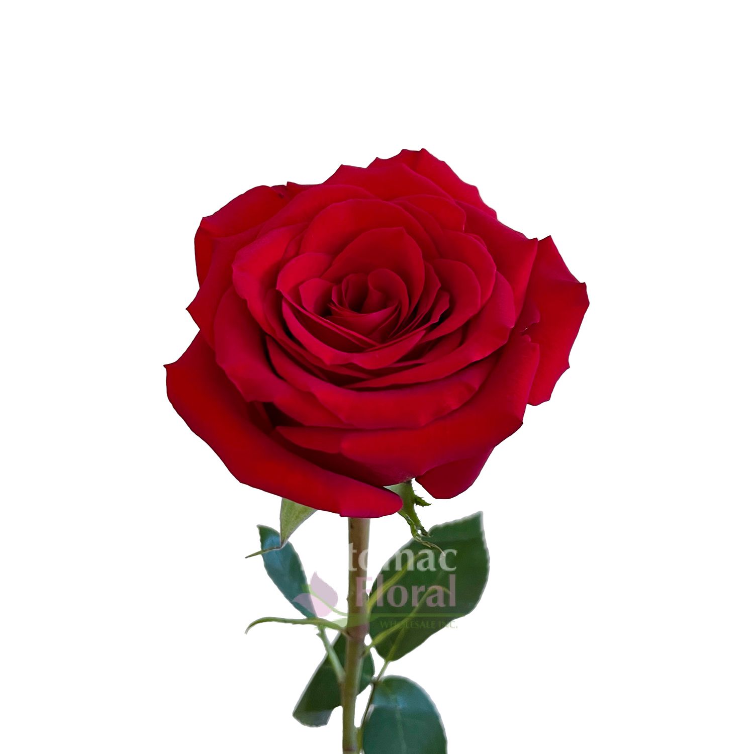 Premium Freedom Rose Red, 60cm - Potomac Floral Wholesale