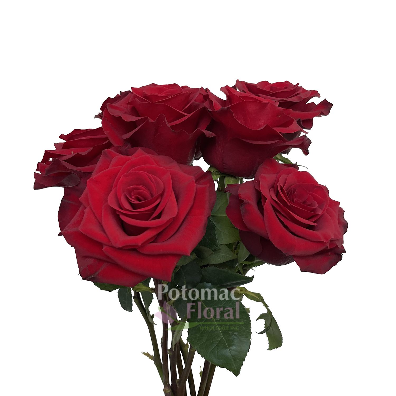 Mamma Mia Red Rose, 50 cm - Potomac Floral Wholesale