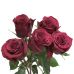 Merlot Rose Red, 40 to 50 cm - Potomac Floral Wholesale