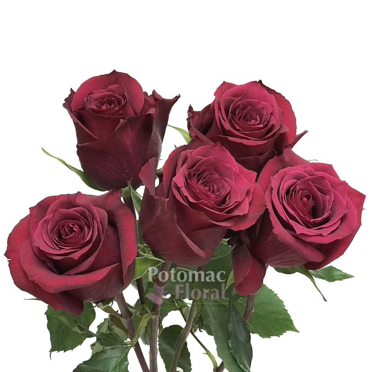 Merlot Rose Red, 40 to 50 cm - Potomac Floral Wholesale