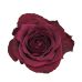 Merlot Rose Red, 40 to 50 cm - Potomac Floral Wholesale