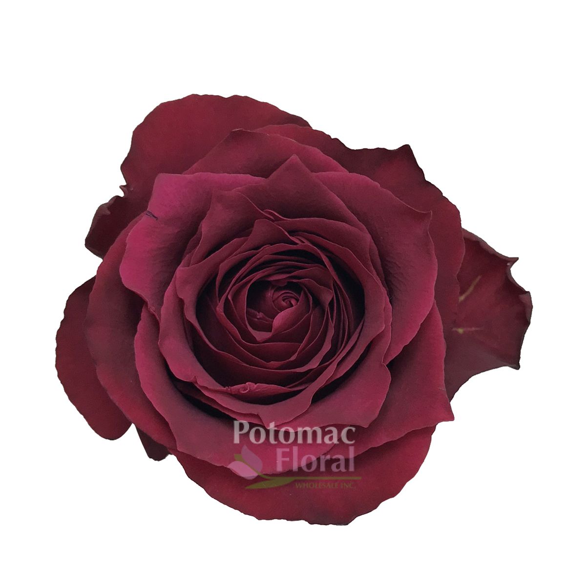 Merlot Rose Red, 40 to 50 cm - Potomac Floral Wholesale