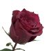 Merlot Rose Red, 40 to 50 cm - Potomac Floral Wholesale