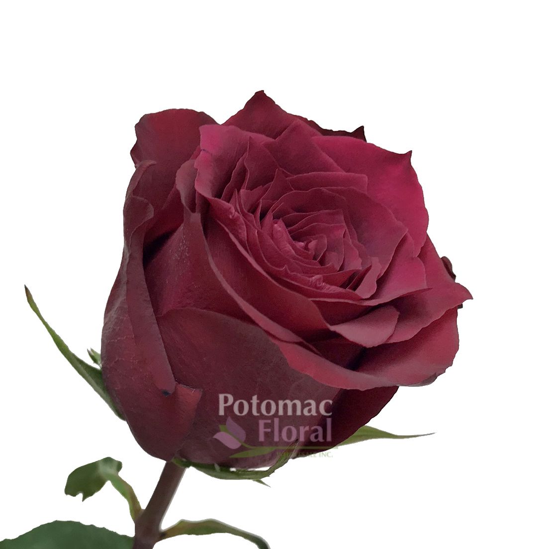 Merlot Rose Red, 40 to 50 cm - Potomac Floral Wholesale