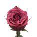 Merlot Rose Red, 40 to 50 cm - Potomac Floral Wholesale