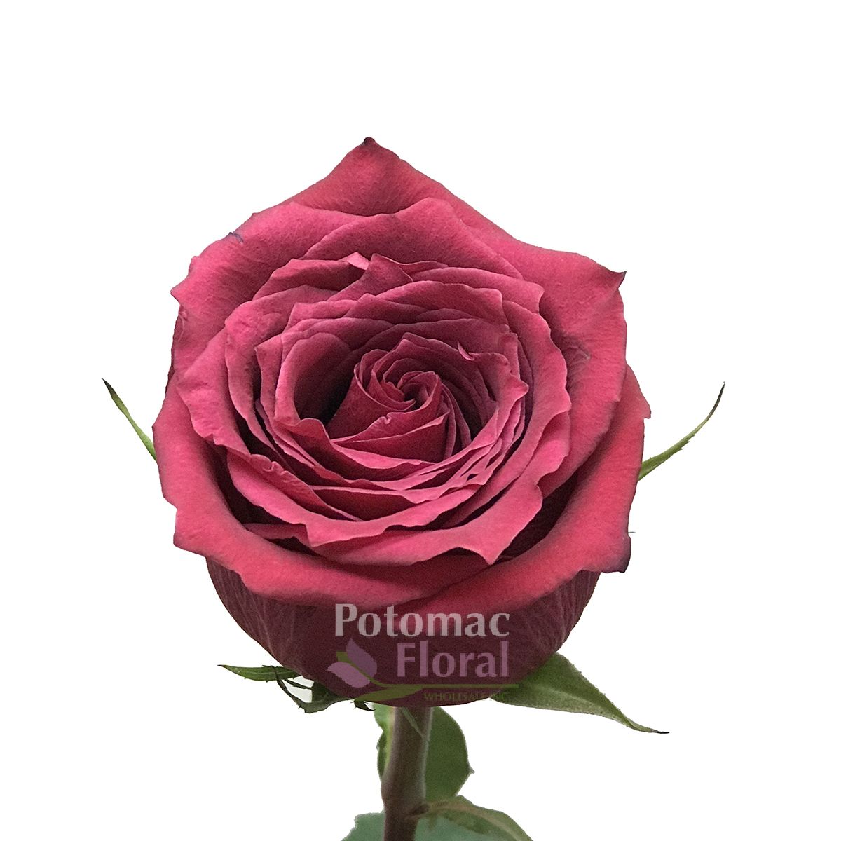 Merlot Rose Red, 40 to 50 cm - Potomac Floral Wholesale