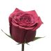 Merlot Rose Red, 40 to 50 cm - Potomac Floral Wholesale
