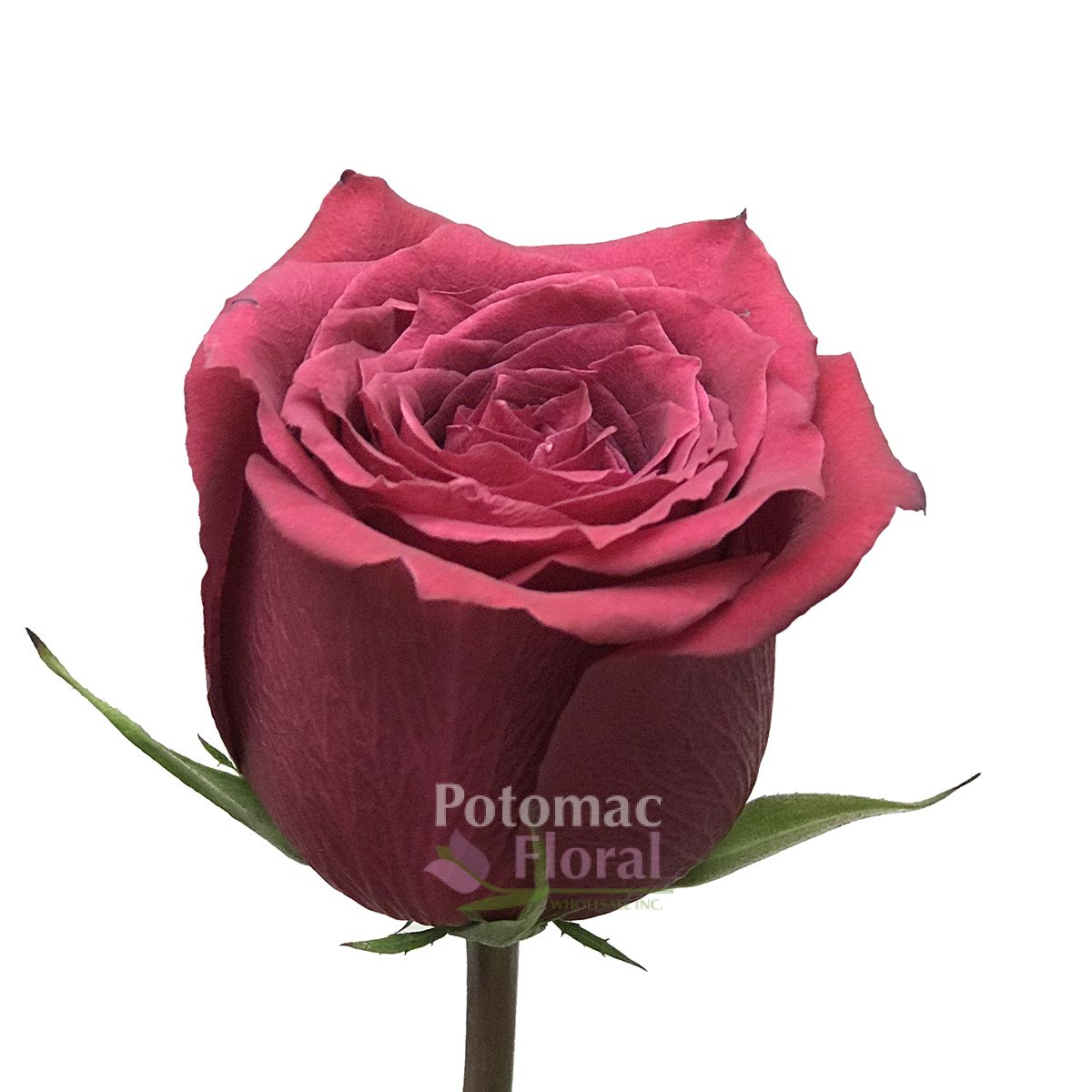 Merlot Rose Red, 40 to 50 cm - Potomac Floral Wholesale