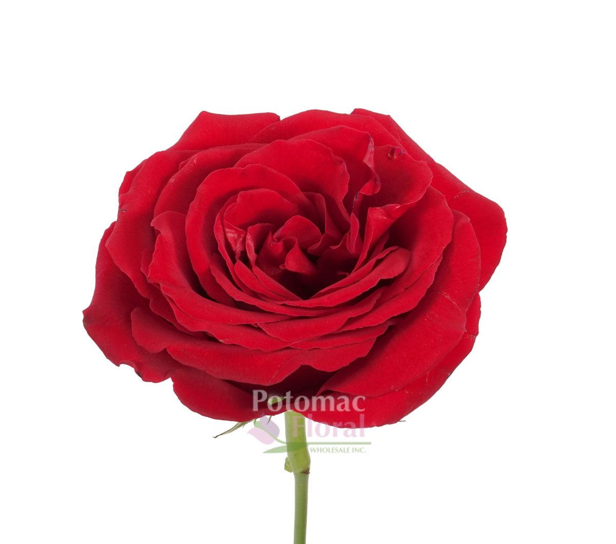 Sexy Red Rose, 50cm - Potomac Floral Wholesale
