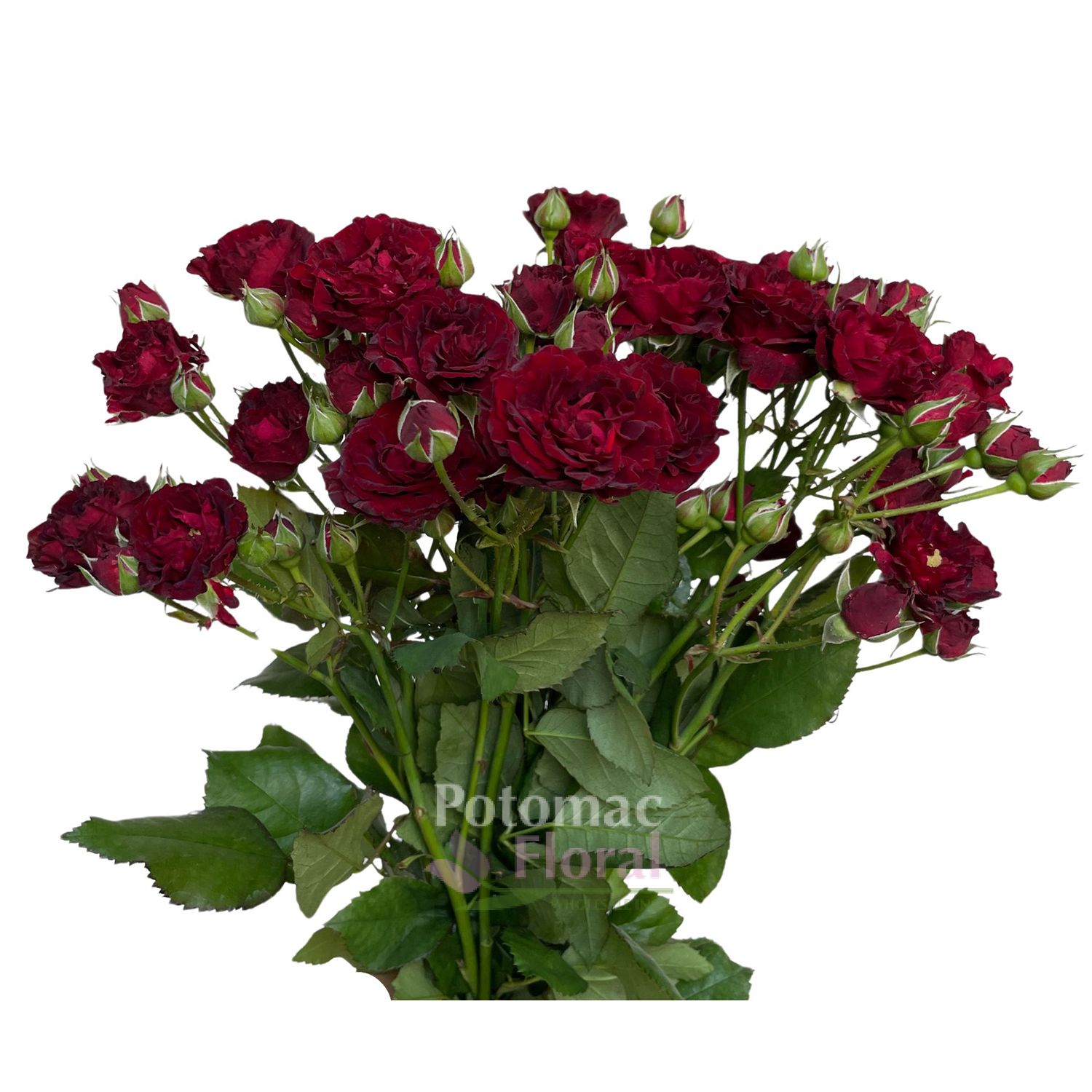Garden Spray Rose, Butterfly Sensation - Burgundy - Potomac Floral ...