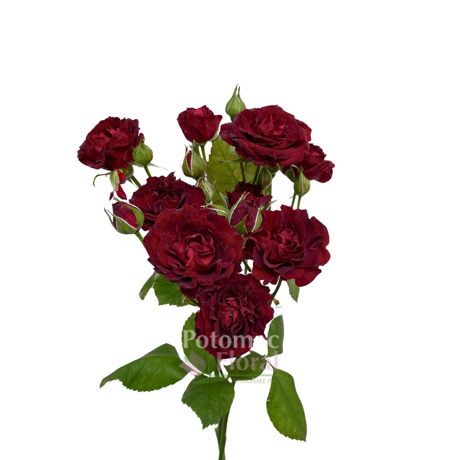 Garden Spray Rose, Butterfly Sensation - Burgundy - Potomac Floral ...