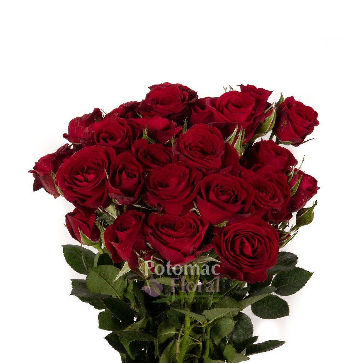 Spray Rose, Rubicon - Burgundy - Potomac Floral Wholesale