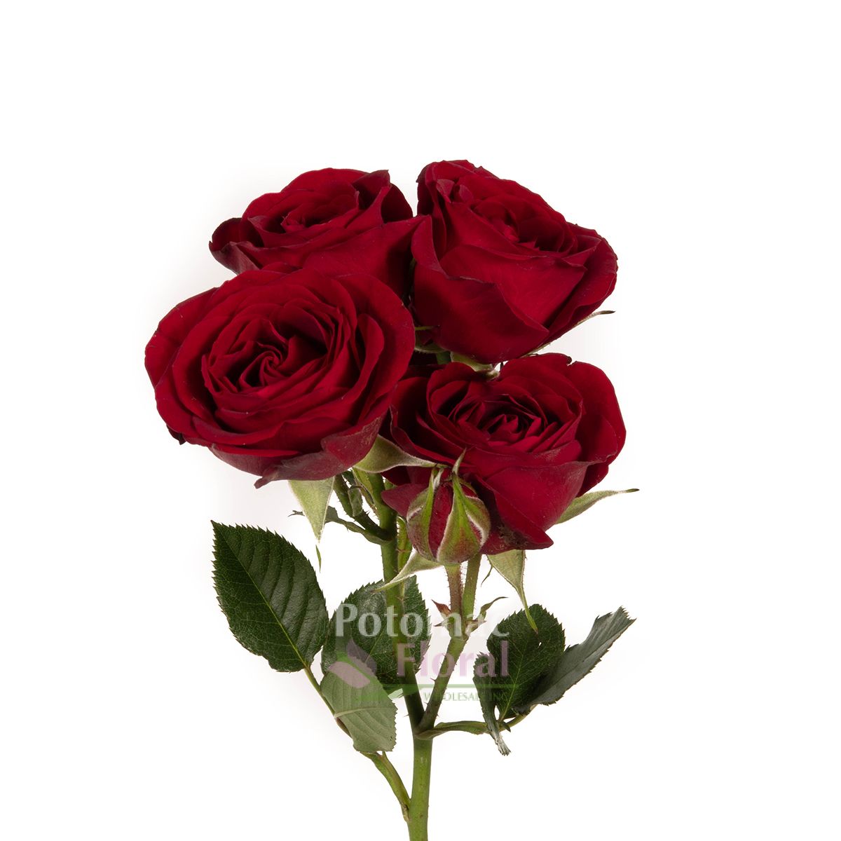 Spray Rose, Rubicon - Burgundy - Potomac Floral Wholesale