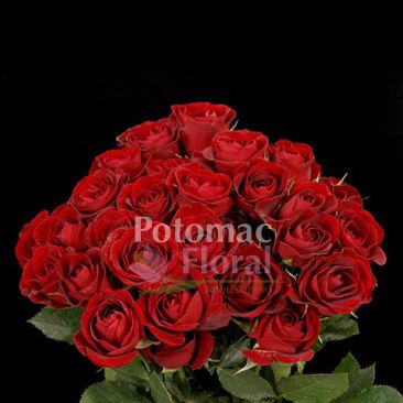 Spray Rose, Rubicon - Burgundy - Potomac Floral Wholesale