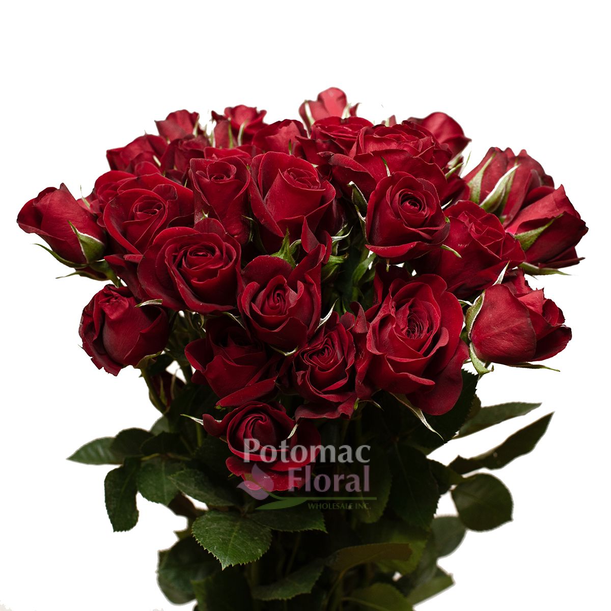 Spray Rose, Rubicon - Burgundy - Potomac Floral Wholesale