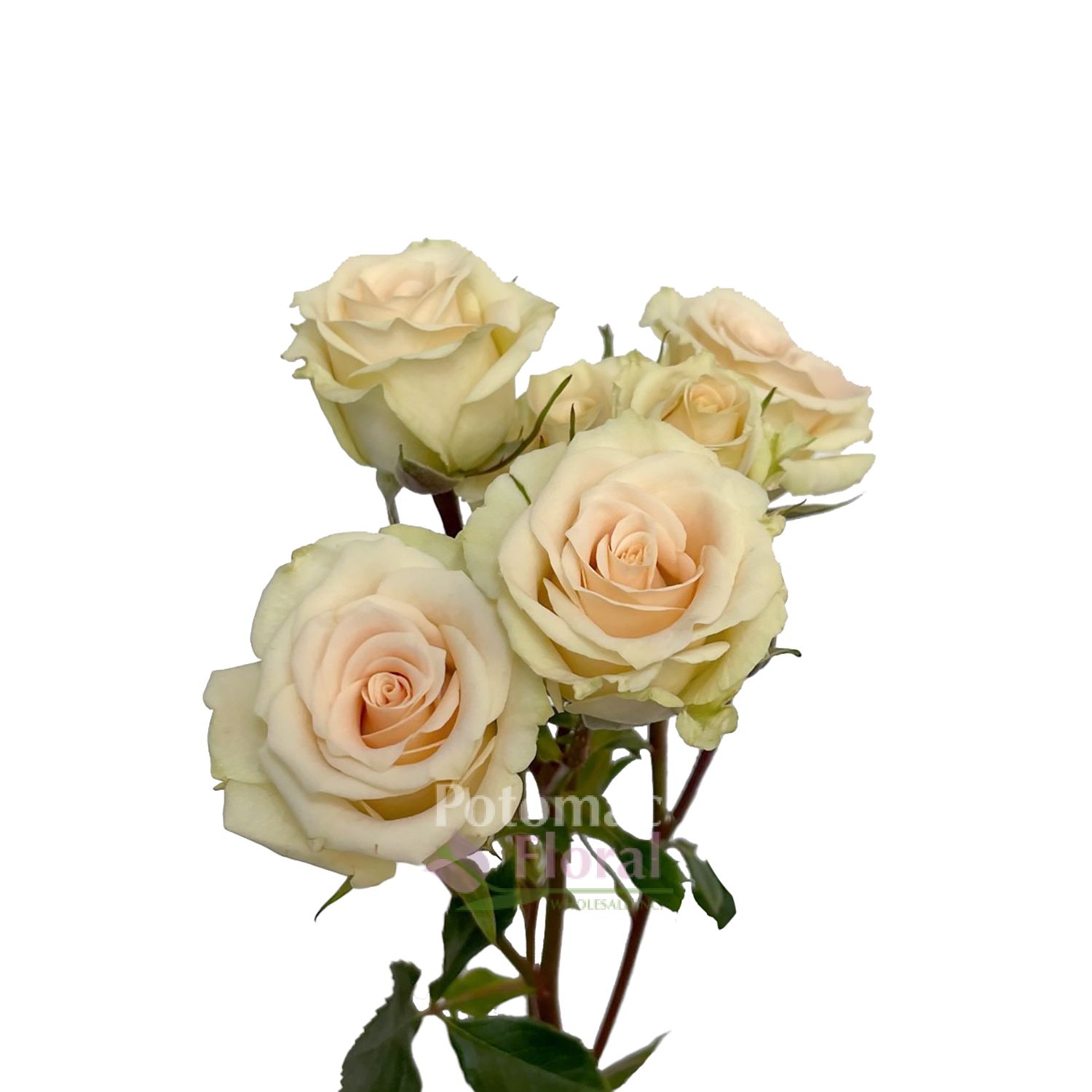 Spray Roses, Creta Cream - Potomac Floral Wholesale