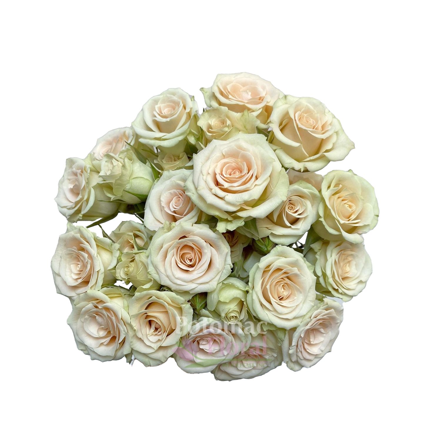 Spray Roses, Creta Cream - Potomac Floral Wholesale