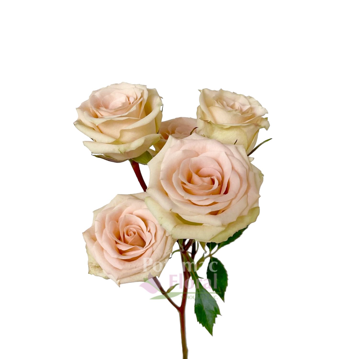 Spray Roses, Creta Cream - Potomac Floral Wholesale