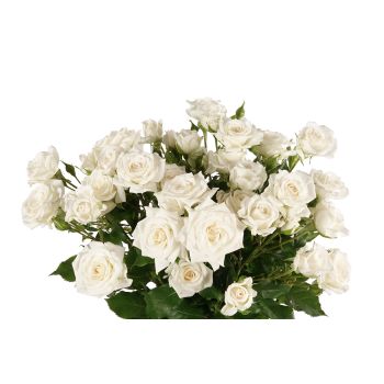 Spray Rose, Jeanine - White - Blow Opens Very Wide - Potomac Floral ...