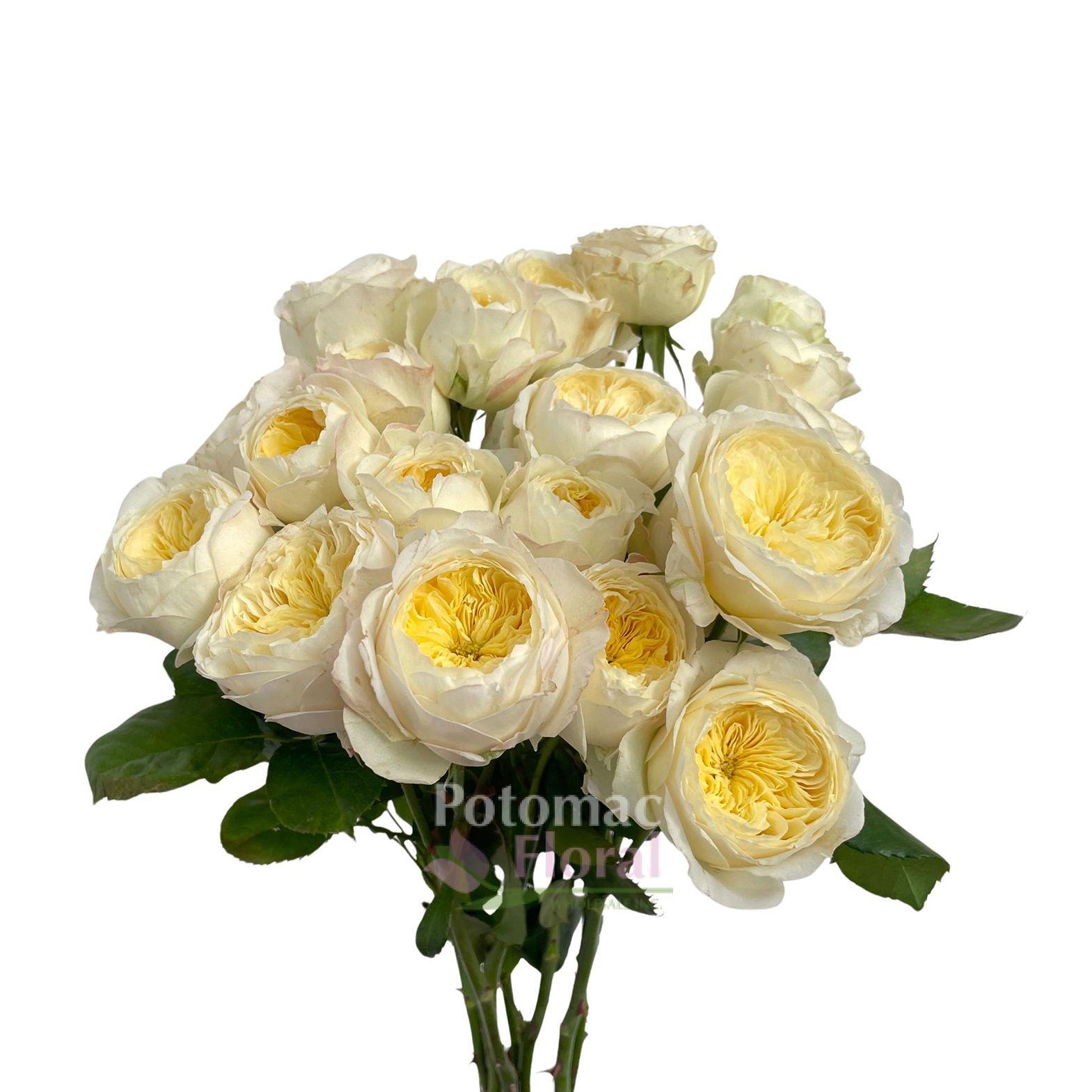Garden Spray Rose - Royal Park - Potomac Floral Wholesale