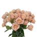 Spray Roses, Sahara - Sandy Cream - Potomac Floral Wholesale