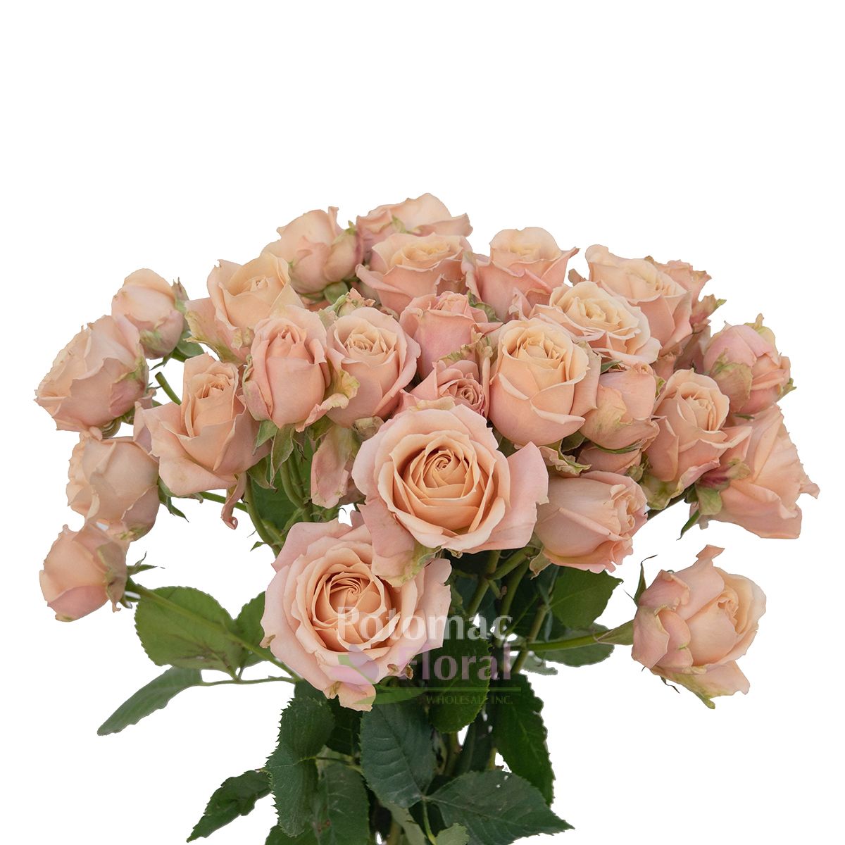 Spray Roses, Sahara - Sandy Cream - Potomac Floral Wholesale