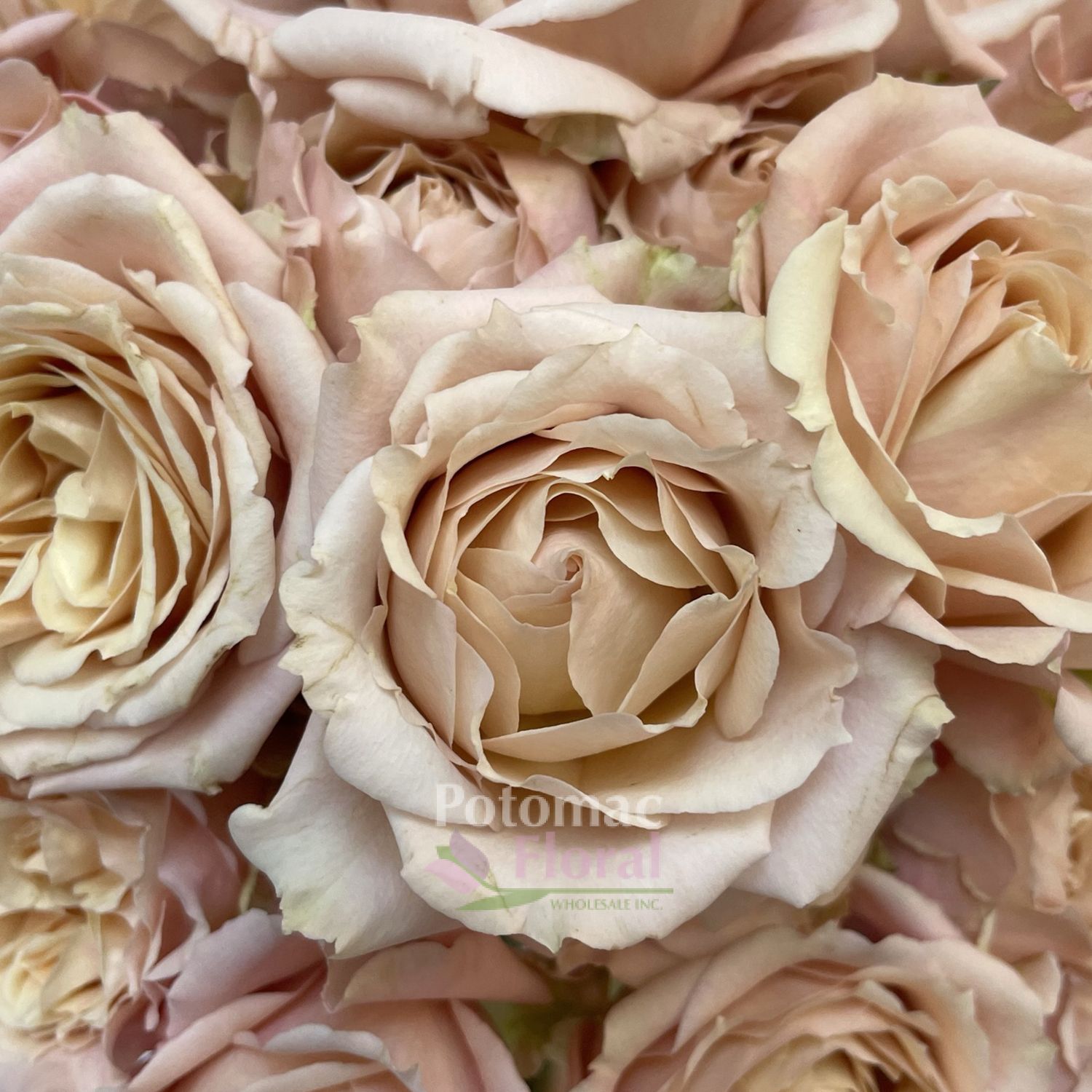Spray Roses, Sahara Sensation Peachy Cream - Potomac Floral Wholesale