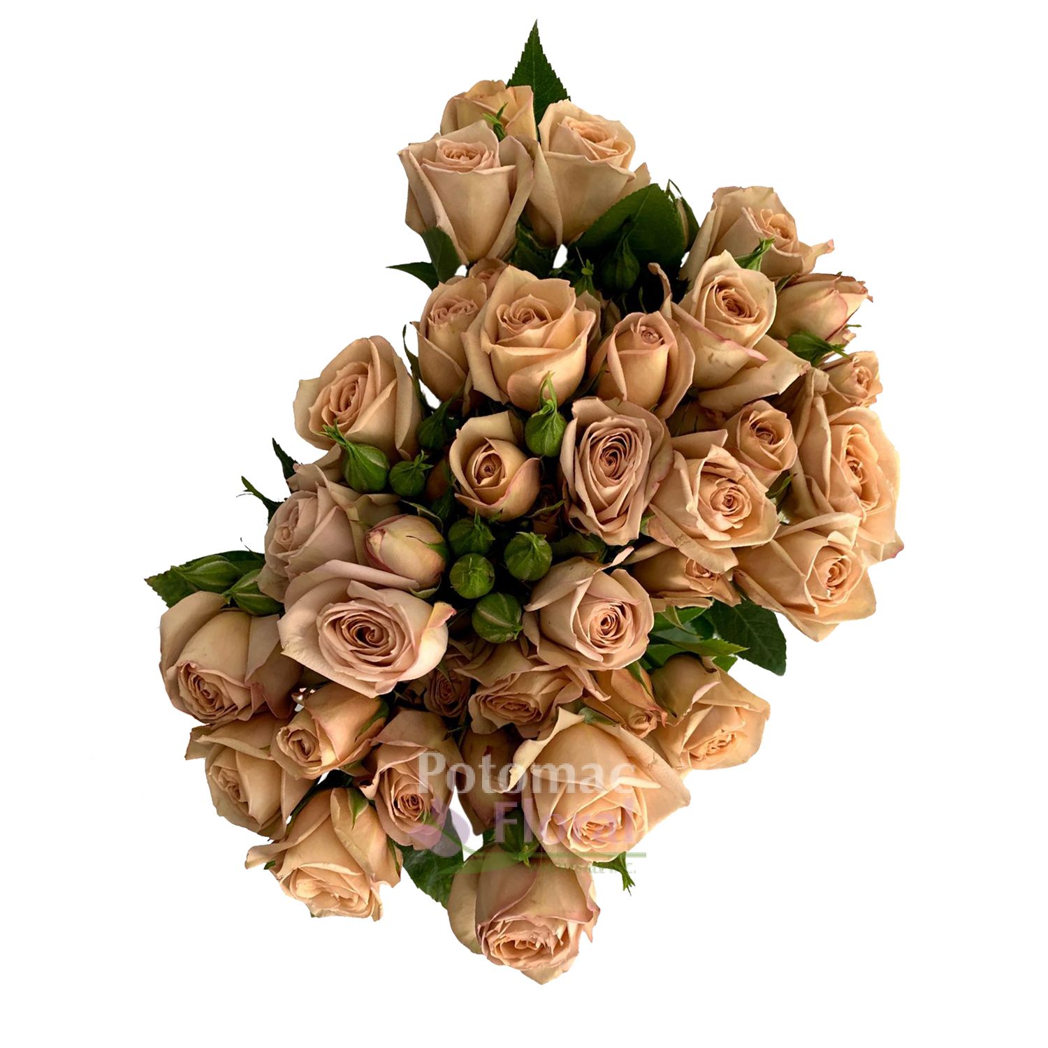 Spray Roses, Sahara Sensation Peachy Cream - Potomac Floral Wholesale