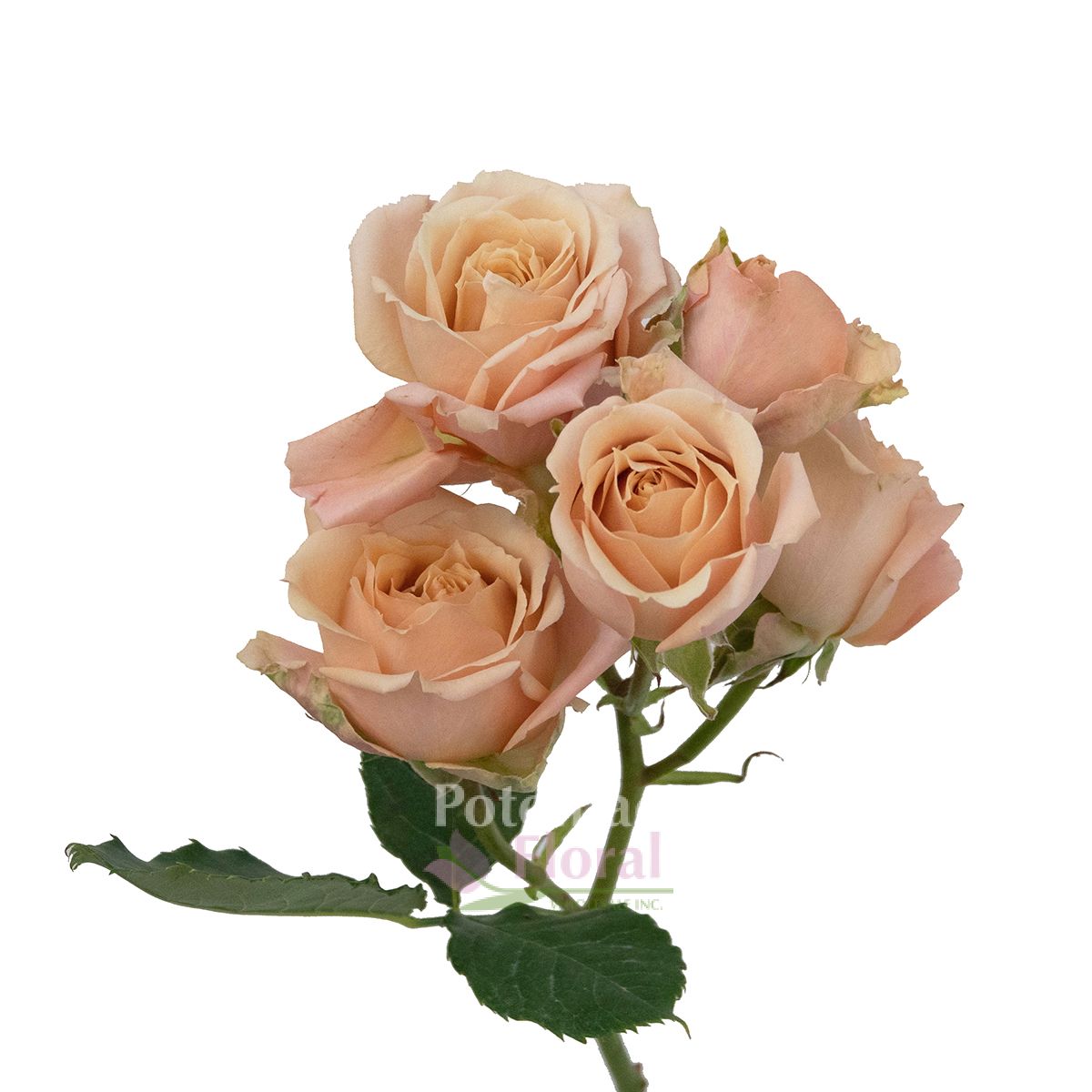 Spray Roses, Sahara Sensation Peachy Cream - Potomac Floral Wholesale