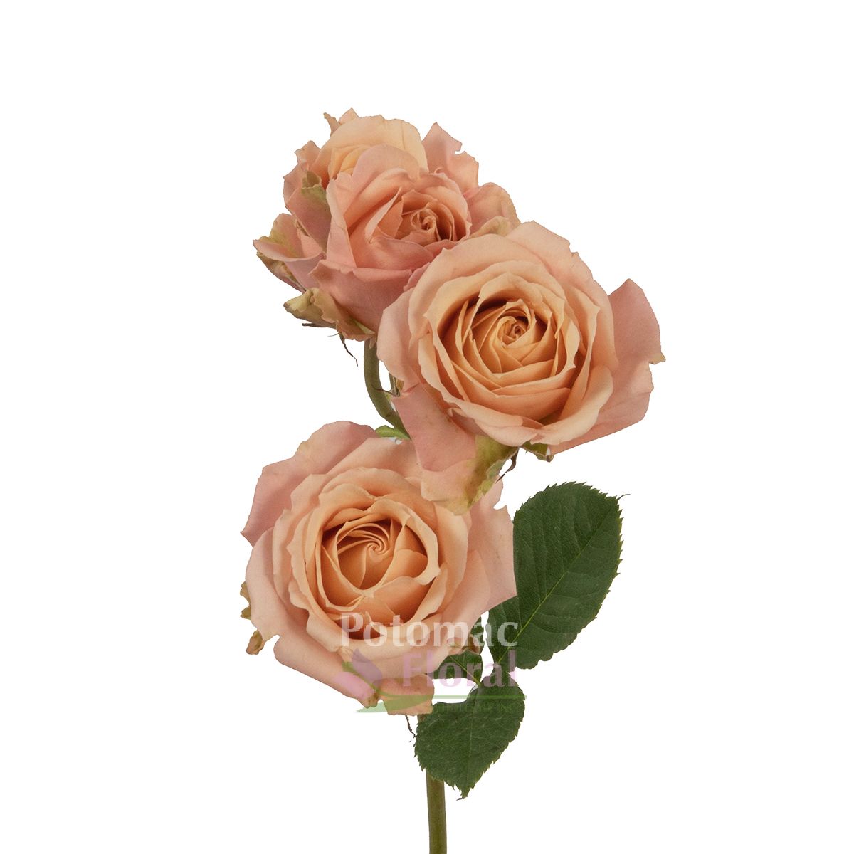 Spray Roses, Sahara Sensation Peachy Cream - Potomac Floral Wholesale