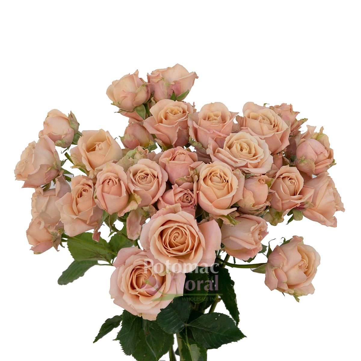 Spray Roses, Sahara Sensation Peachy Cream - Potomac Floral Wholesale