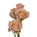 Spray Roses, Sahara Sensation Peachy Cream - Potomac Floral Wholesale