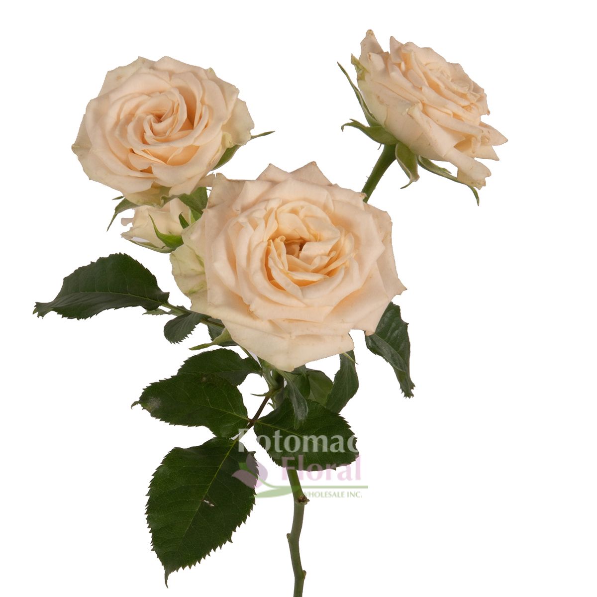 Spray Rose, Tanja - Ivory, Cream - Potomac Floral Wholesale