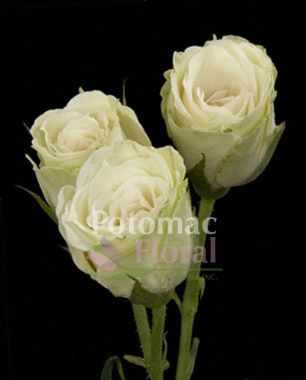 Spray Rose, Green glow - Potomac Floral Wholesale