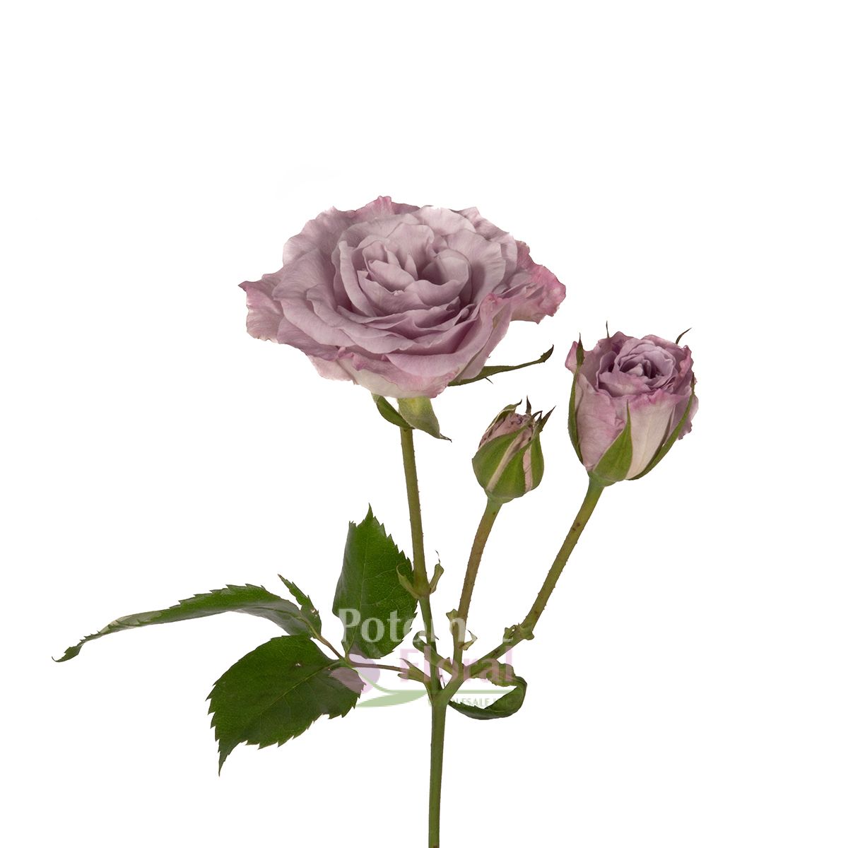 Little Silver - Spray Rose Light Lavender - Potomac Floral Wholesale