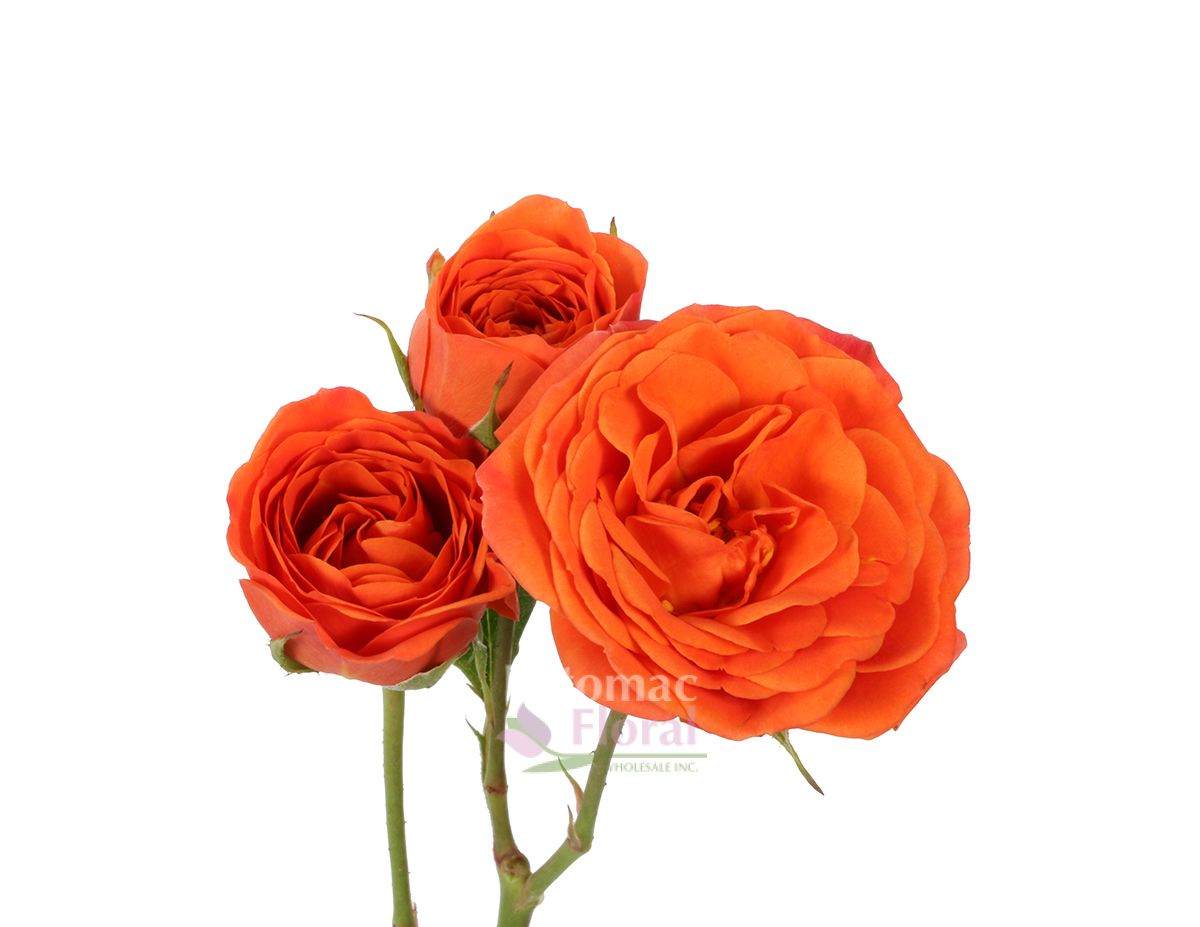 Spray Rose, Babe - Orange - Potomac Floral Wholesale