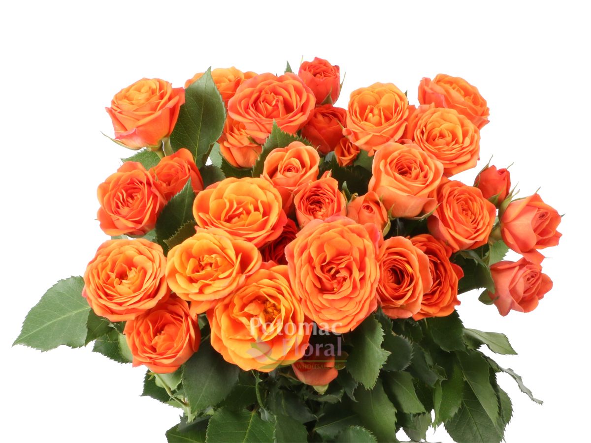 Spray Rose, Mambo - Orange - Potomac Floral Wholesale