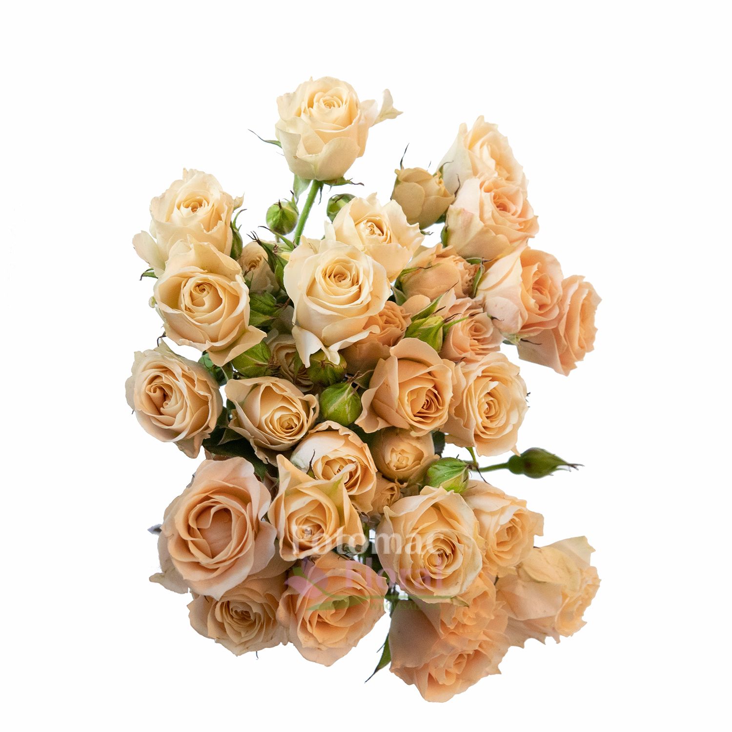 Spray Rose. Bali - Peachy Cream - Potomac Floral Wholesale